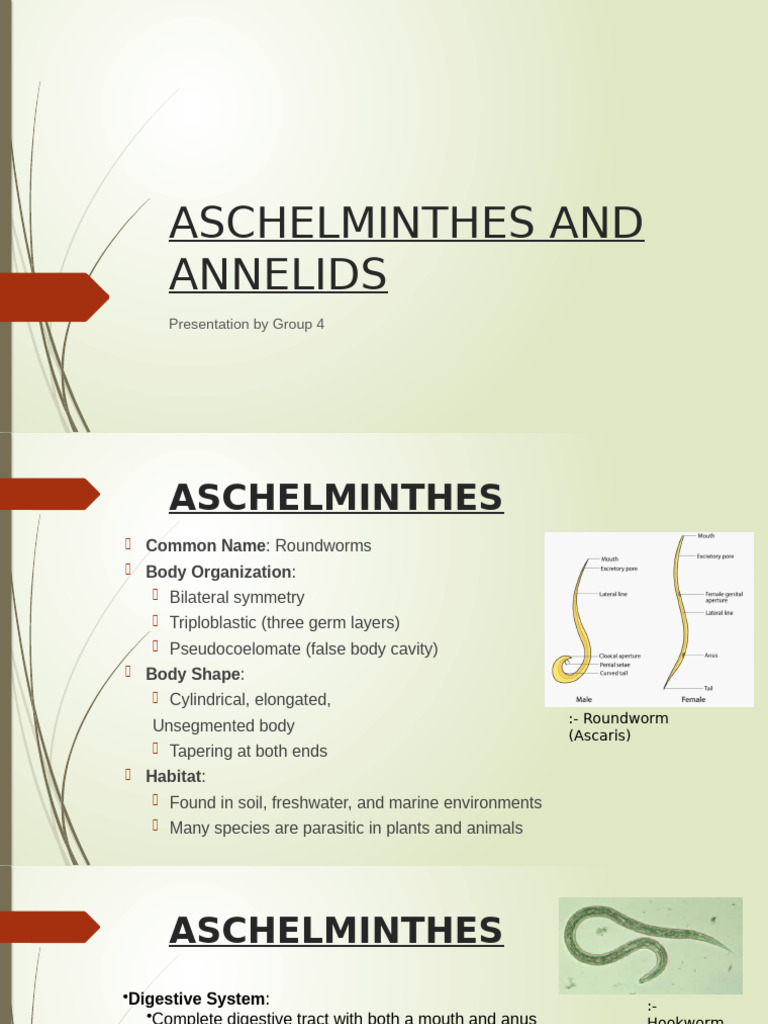Aschelminthes and Annelids | PDF | Biology | Zoology
