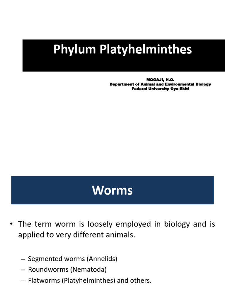 BIO 102 Phylum Platyhelminthes. | PDF | Zoology | Biology