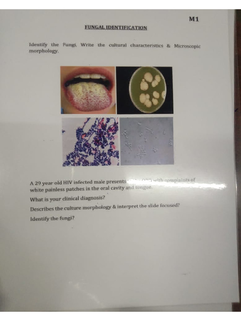 2.mycology Charts | PDF