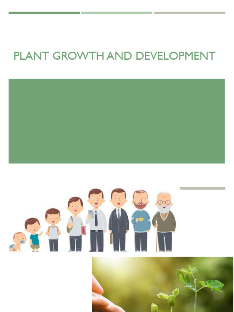 Plant Growth and Development | PDF | Plant Hormone | Auxin