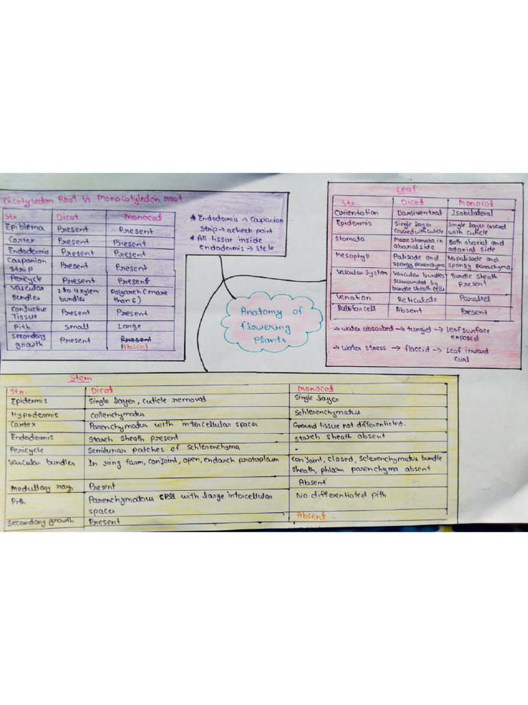 Mind Map of Anatomy in Flowering Plants by Shreya Jaiswal | PDF