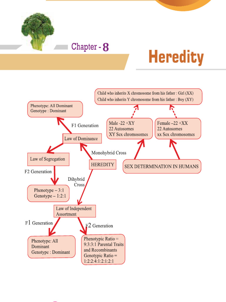 CH Heridity 2pg Front | PDF