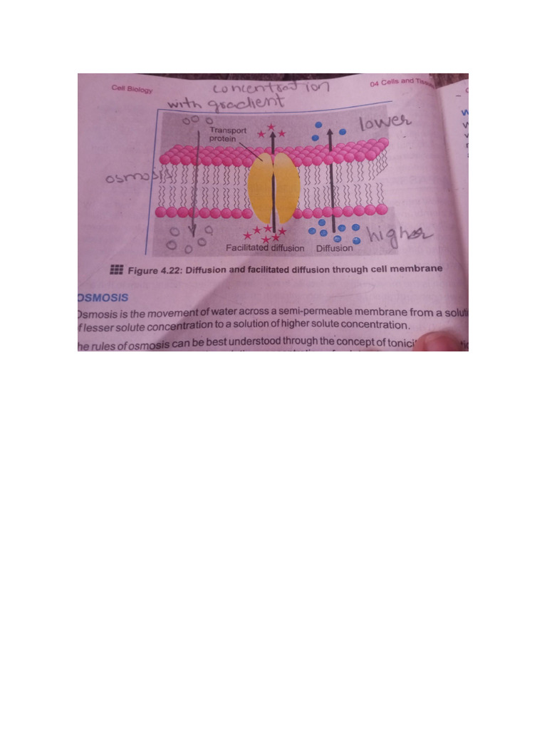 Diffusion and Facilitated Diffusion Worksheet | PDF
