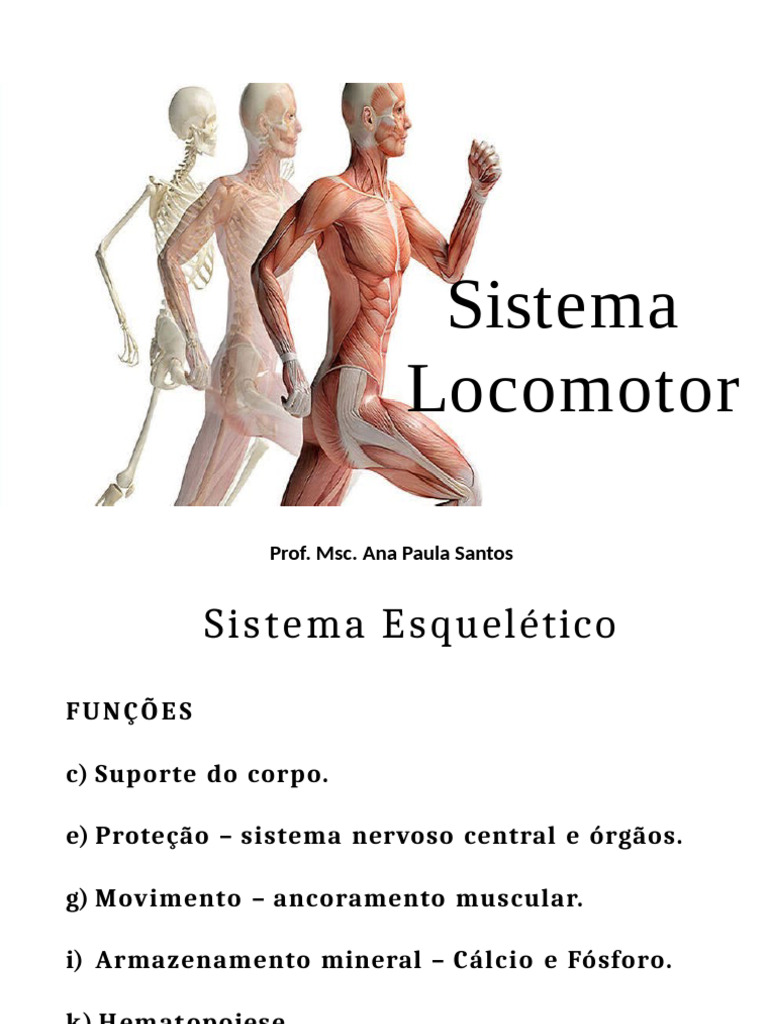 Sistema Locomotor Editado 3 Ano Pdf Osso Músculo