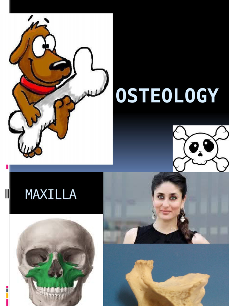 Osteology of the Skull: Key Structures | PDF