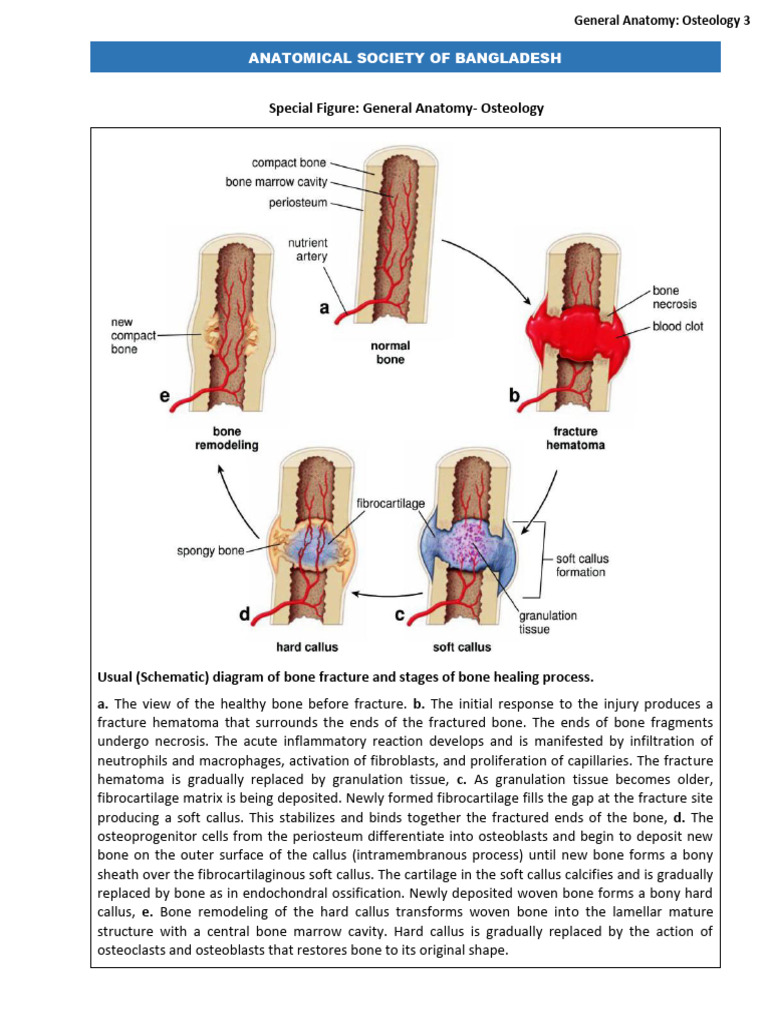 Board II Picture Portrait ASB | PDF | Bone | Stomach