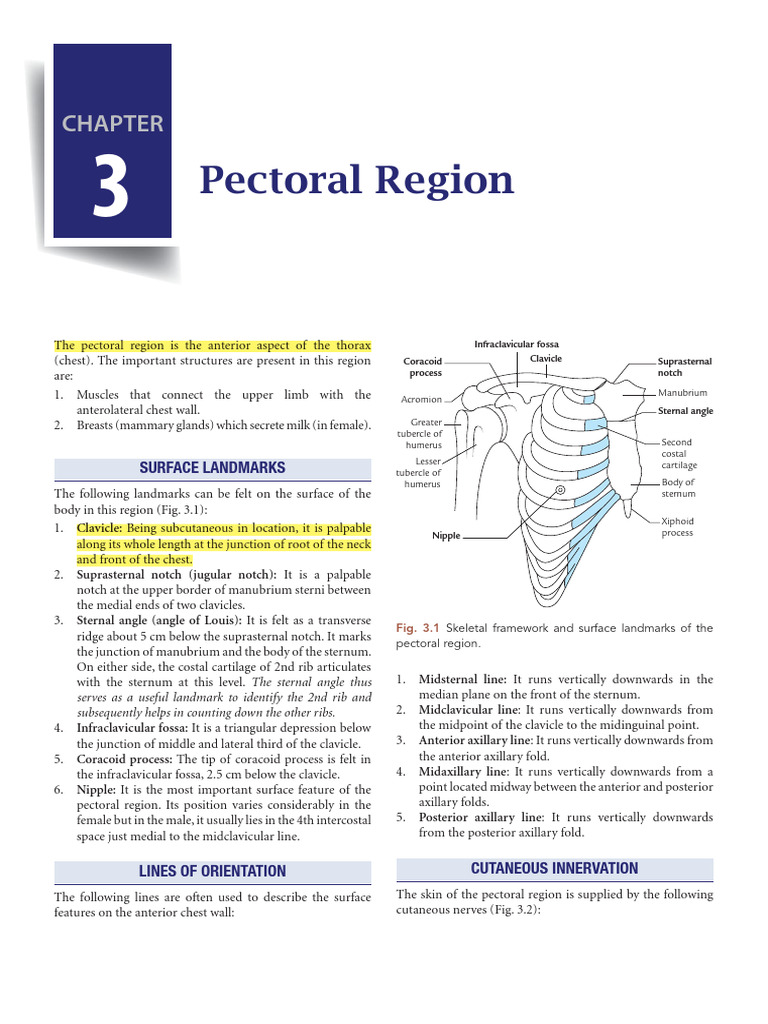 Pectoral Region Muscles, Winging Scapula | PDF | Thorax ...