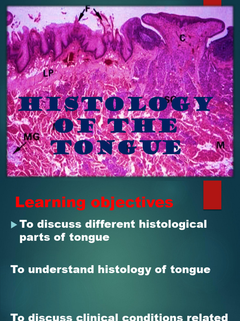 Lec # 2 Oral Tissue Tongue | PDF | Tongue | Anatomy