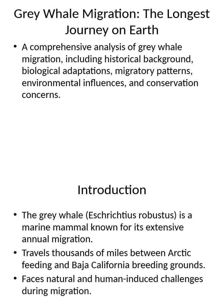 Grey Whale Migration Routes Explained | PDF | Conservation Biology | Whales