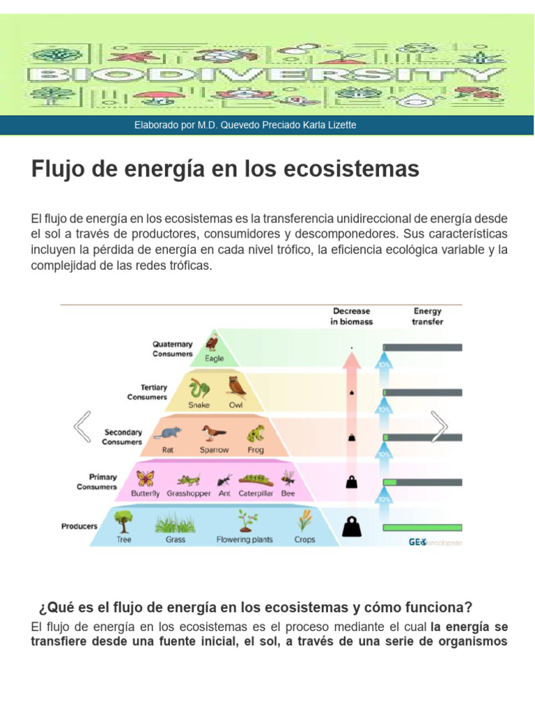 Flujo de energía en ecosistemas explicados | PDF | Red alimentaria ...