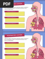 Respiratory System Diagram Activity | PDF