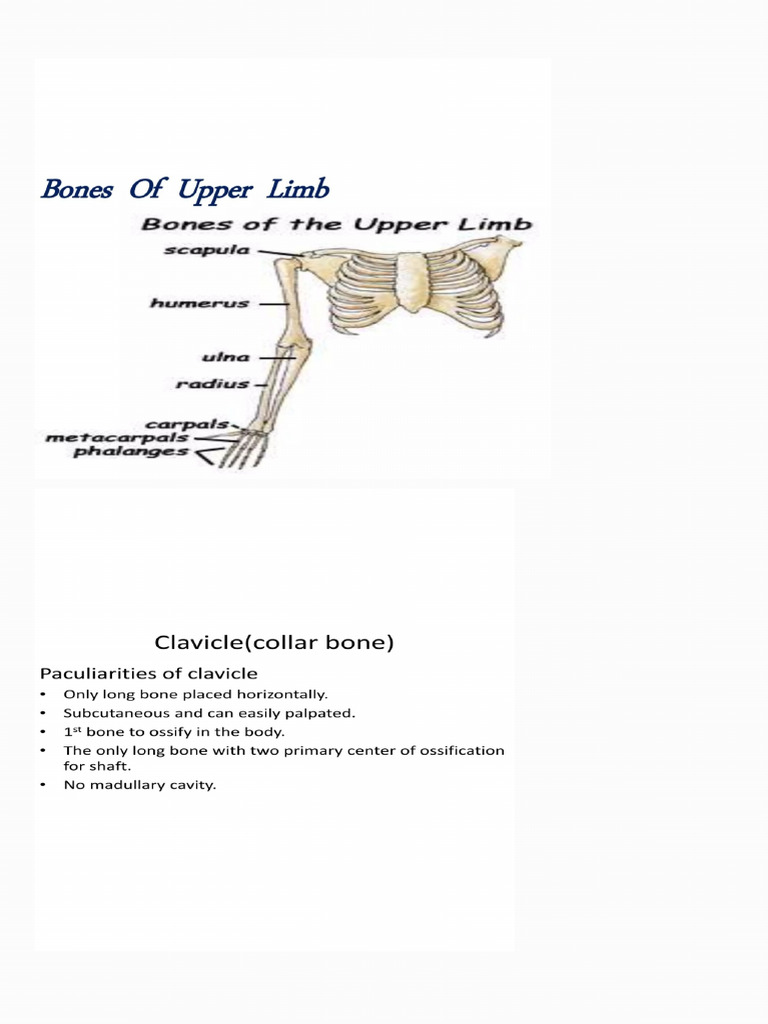 Bones of Upper Limb Volume 1 | PDF