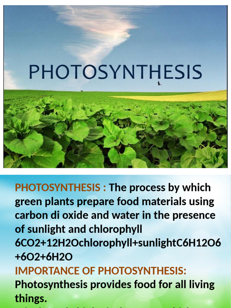 Understanding Photosynthesis Process | PDF | Chloroplast | Photosynthesis