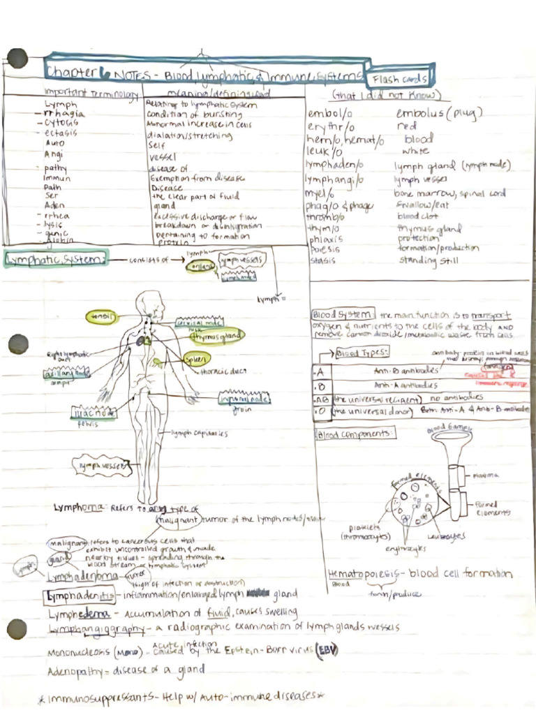 Lymphatic/immune System Notes | PDF
