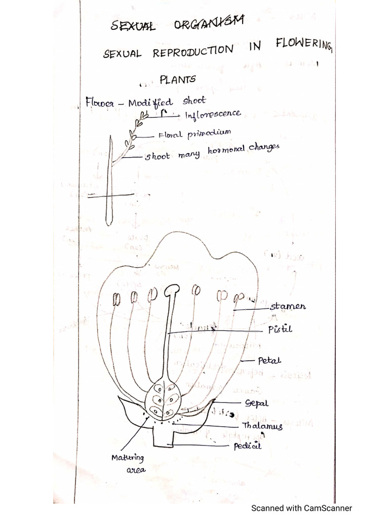 Sexual Reproduction in Flowering Plants Notes | PDF