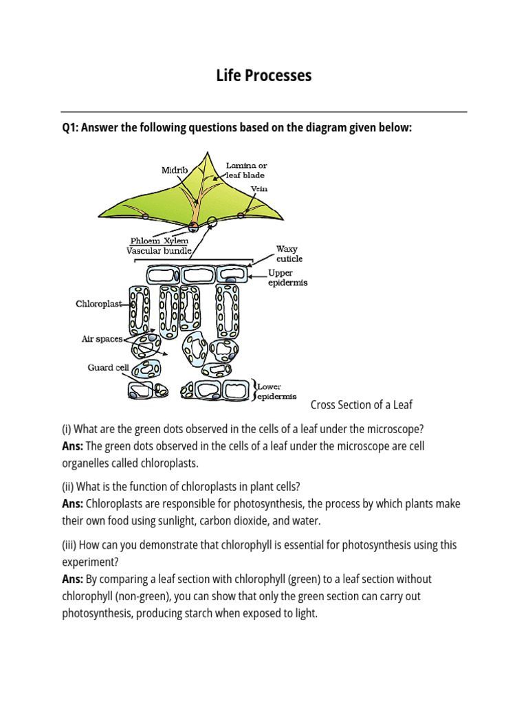 Diagram Based Questions 10 Life Processes | PDF | Digestion ...