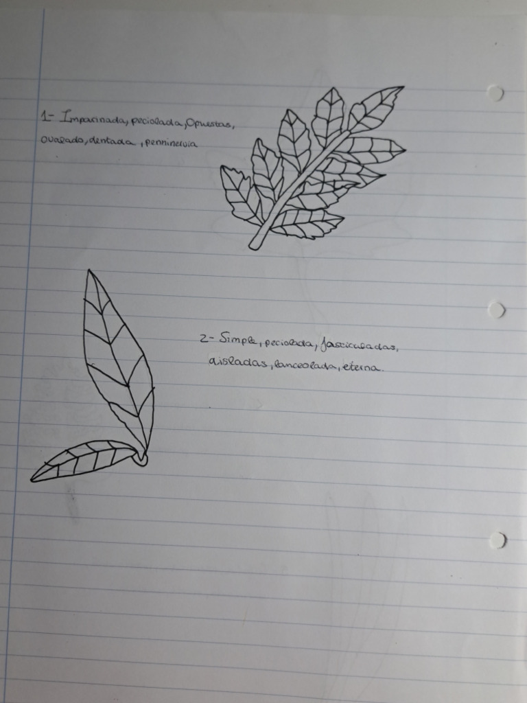 Inteligencia Visual-Espacial: Clasificación de Hojas y Elaboración de Collage (17 Mar 2025 A La ...