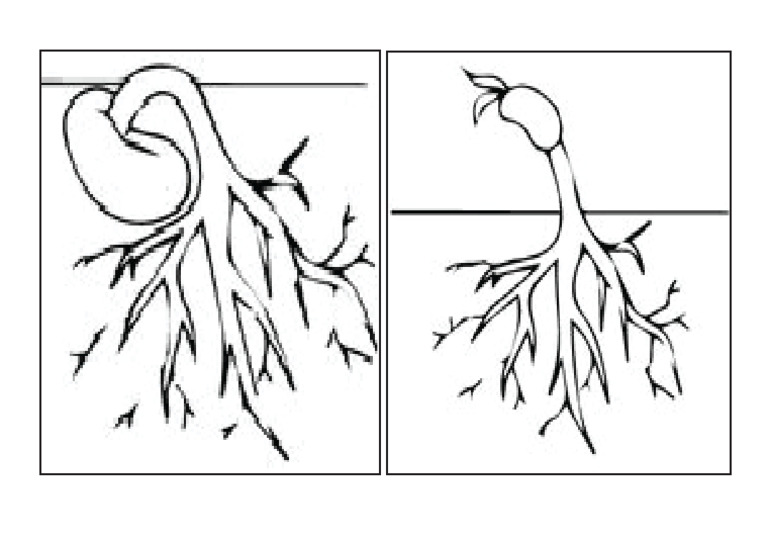 Seed Life Cycle - Artboard 1 | PDF