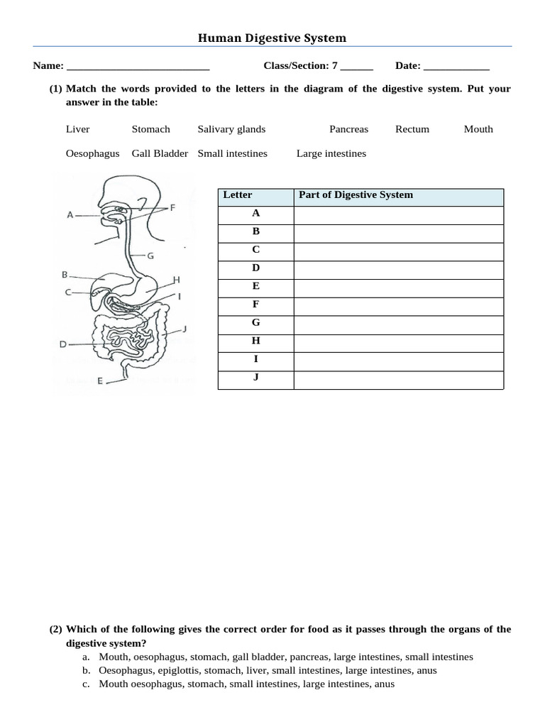 Human Digestive System Worksheet | PDF | Human Digestive System | Digestion