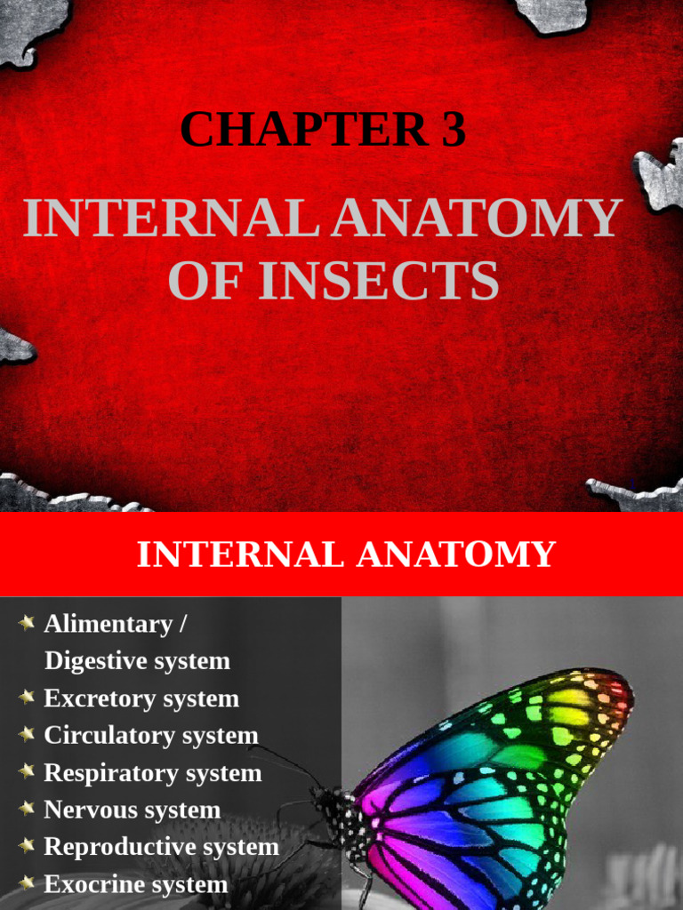 Chapter 3 - Internal System | PDF | Nervous System | Digestion