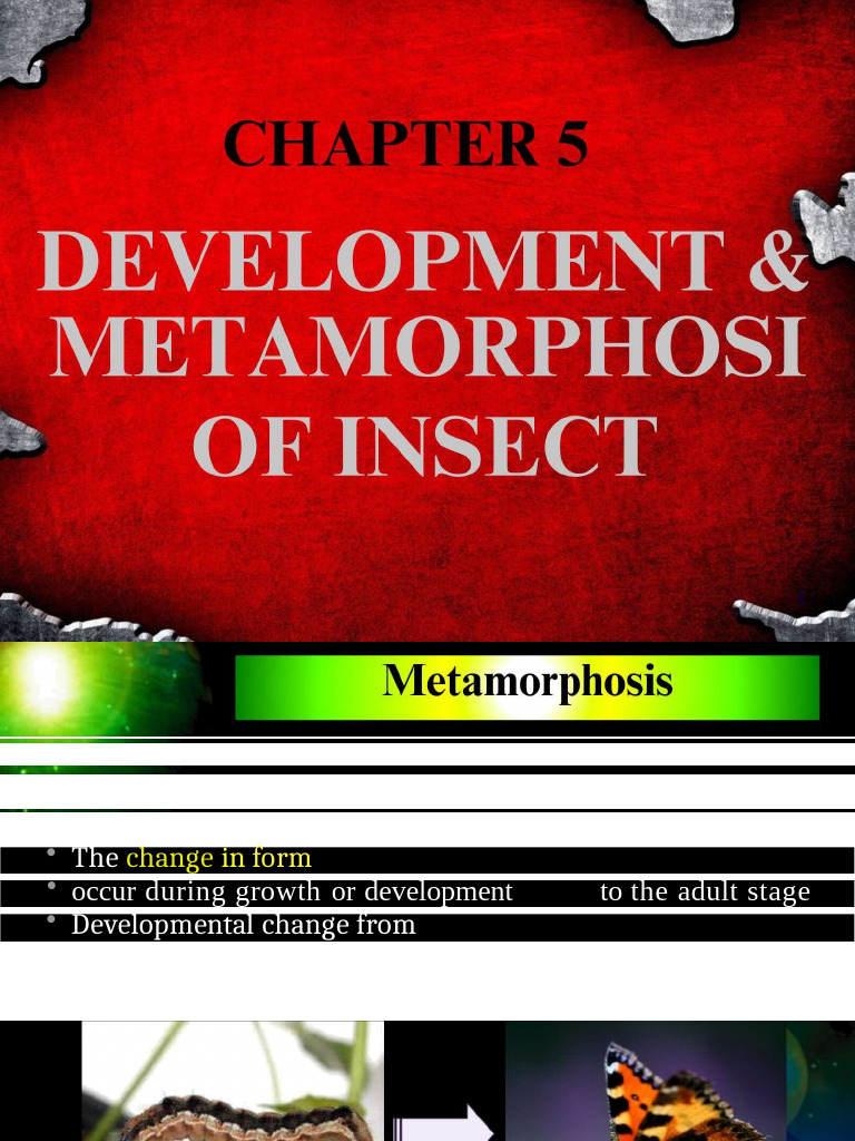 Chapter 5-Insect Development | PDF