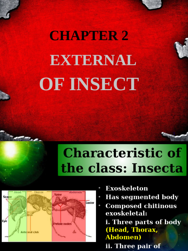 Insect Anatomy: Exoskeleton and Body Parts | PDF | Insects | Hexapoda