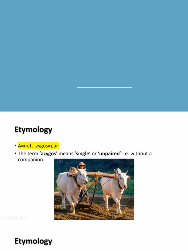 Azygos System Of Veins Pdf