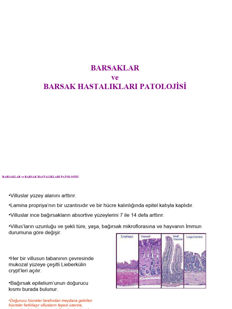Barsaklarbrskhstpatolojisi Web | PDF