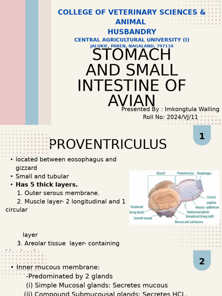 Stomach, Small Intestine of Avian | PDF | Small Intestine ...
