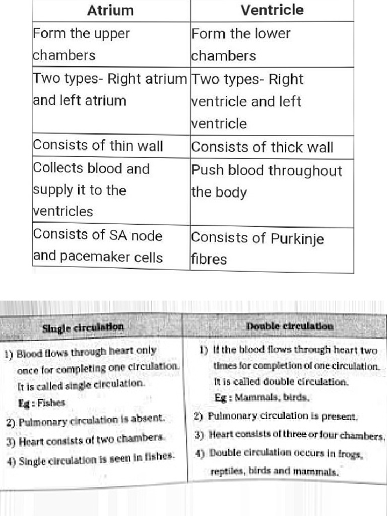 Notes For Life Processes | PDF