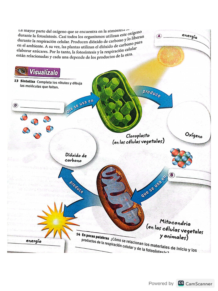 Repaso 7° Imágenes | PDF