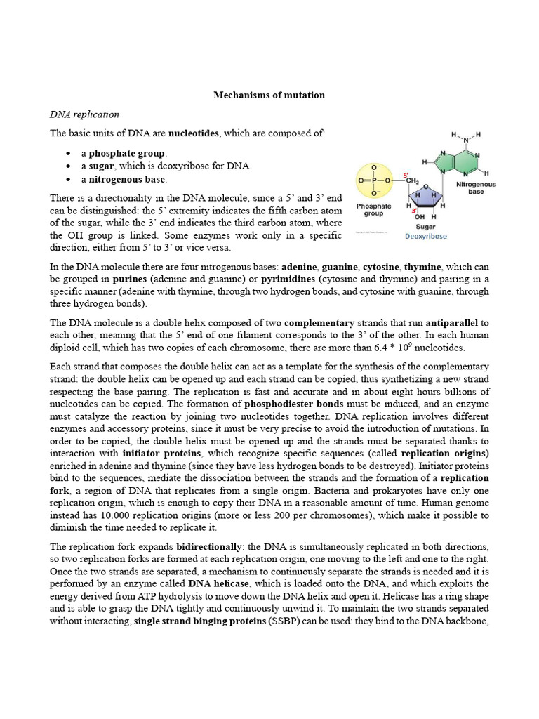 Mechanisms of Mutation | PDF | Dna Replication | Dna