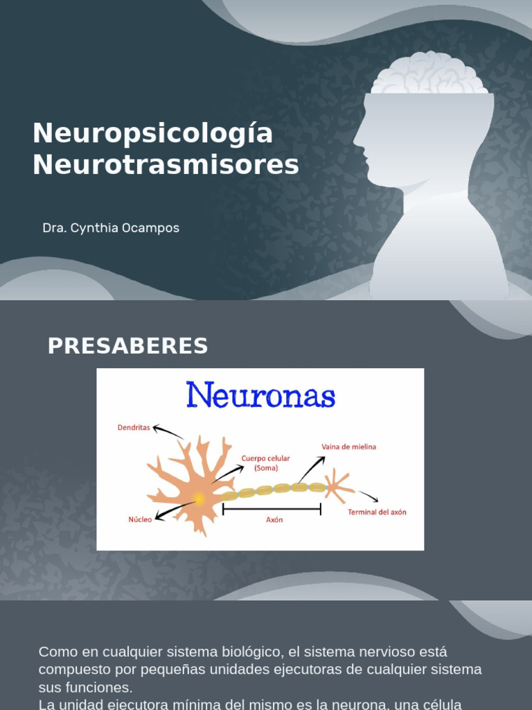 Neurotrasmisores 2025 | PDF | Sinapsis | Neurona