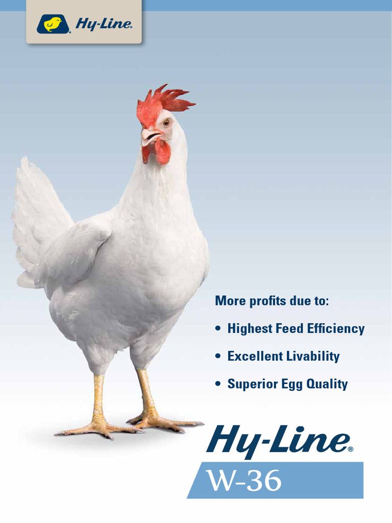 Hy-Line Layer Breed W-36 | PDF | Zoology
