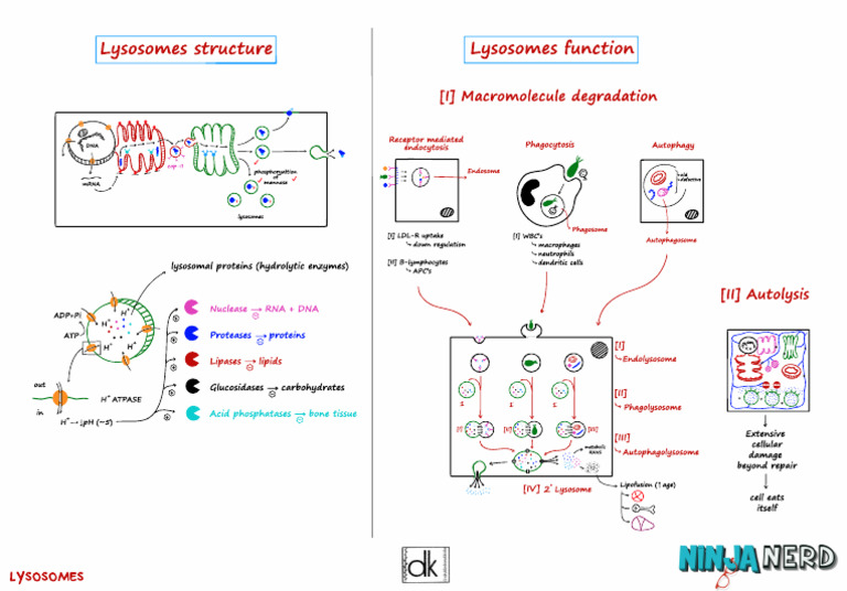 Lysosomes Structure & Function (1) Atf | PDF