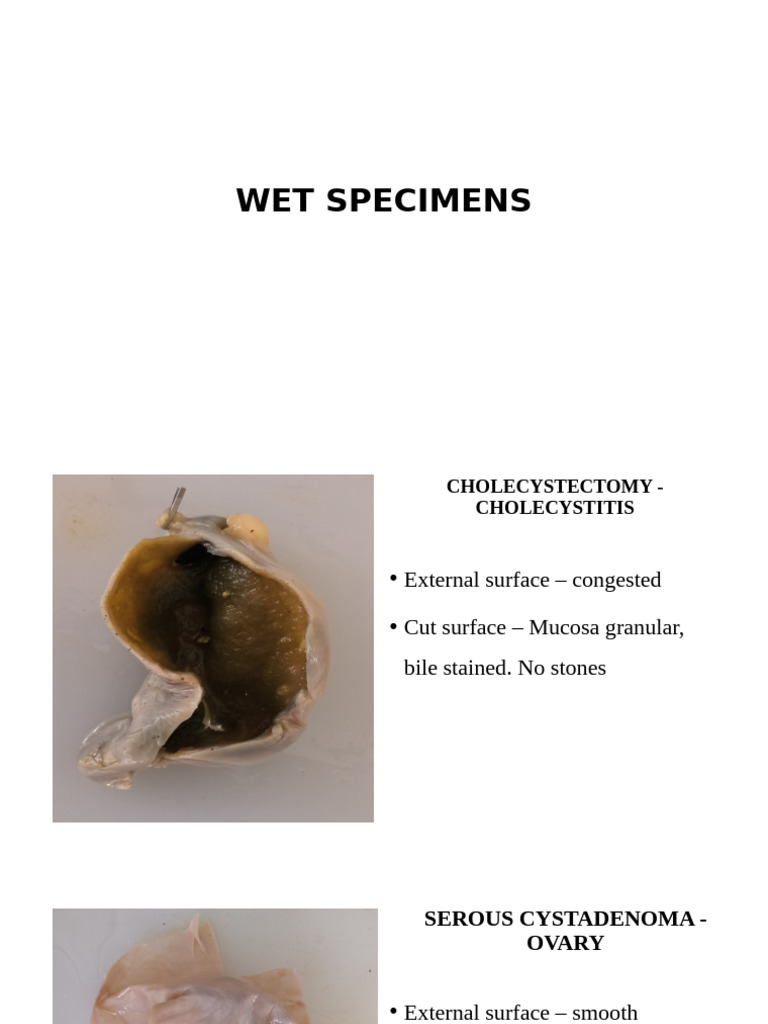 Wet Specimens 1 | PDF