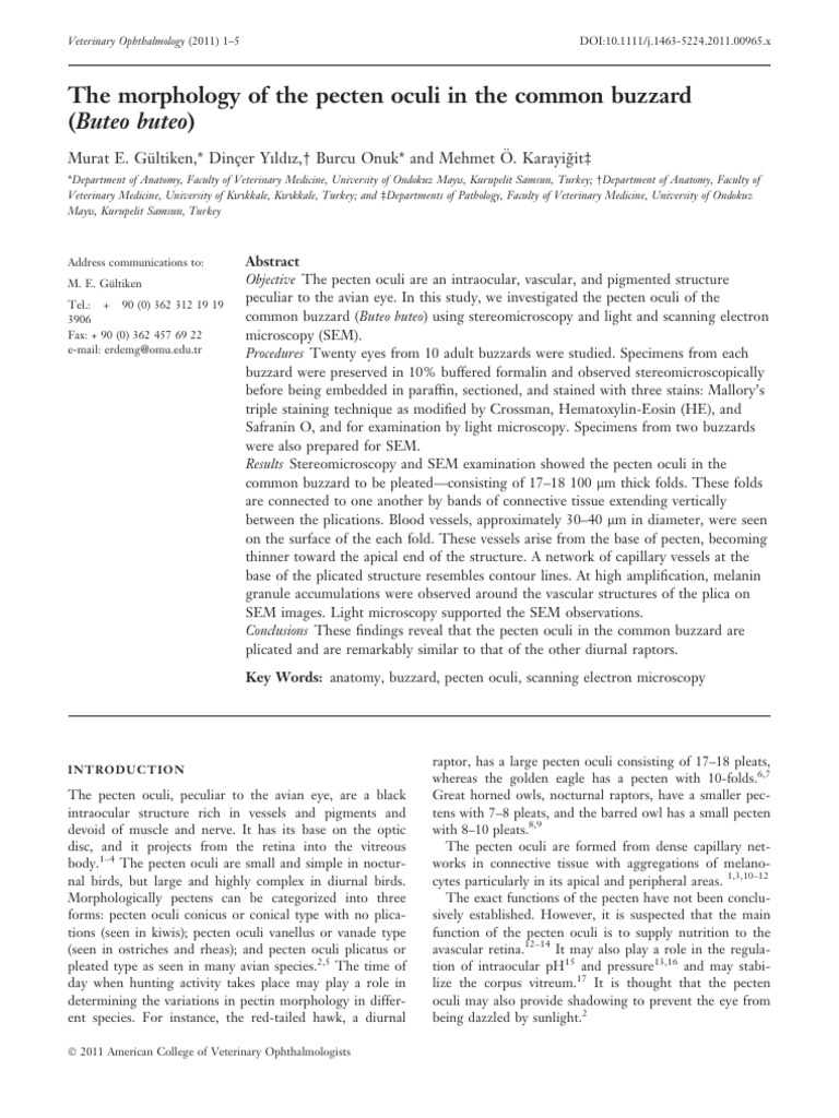 The Morphology of The Pecten Oculi in The Common Buzzard | PDF | Retina ...