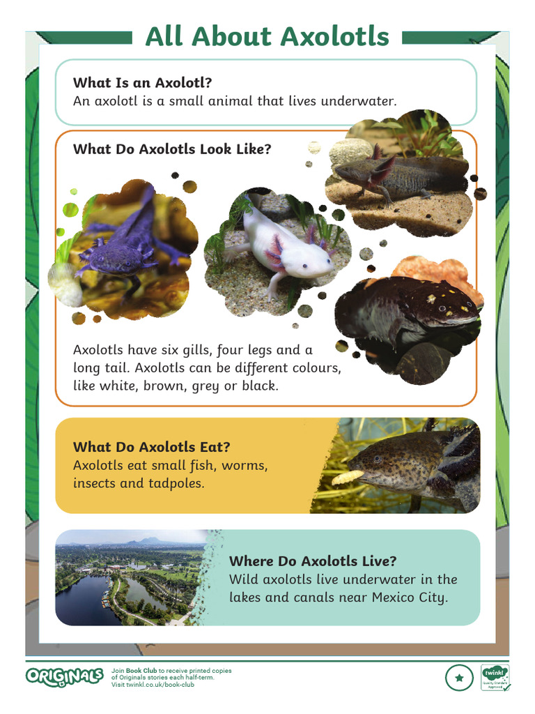 Year 2 All About Axolotls Reading Comprehension | PDF | Amphibian | Zoology