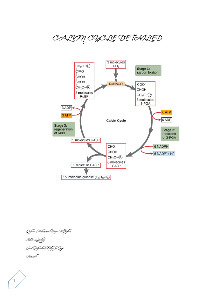 Calvin Cycle Detailed Explaination | PDF