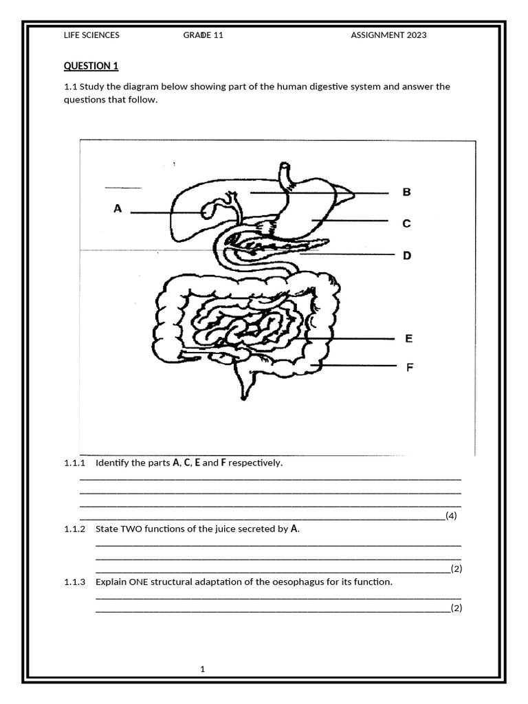 Life Sciences Grade 11 Assignment 2023 | PDF | Cellular Respiration ...