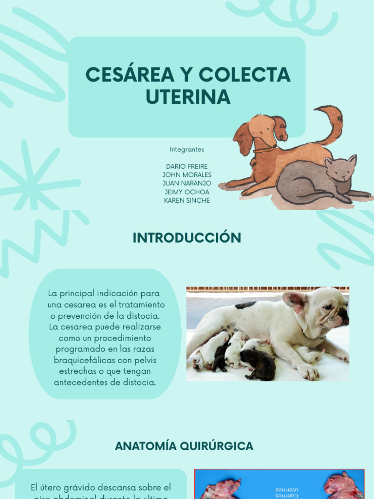 Cesárea y Colecta Uterina | PDF | Parto | Medicina CLINICA