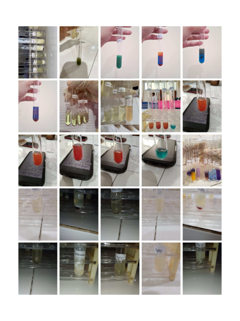 Kimor Analisis Protein Dan Karbohidrat | PDF