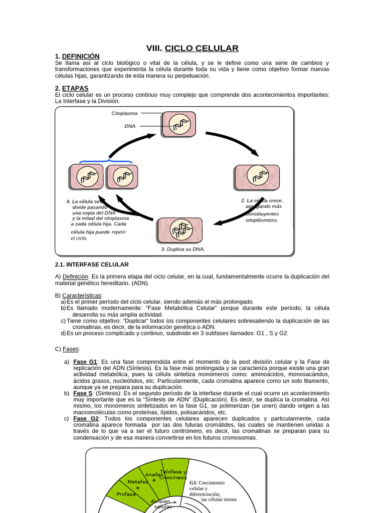 Material de Apoyo Ciclo Celular | PDF | Mitosis | Mitosis