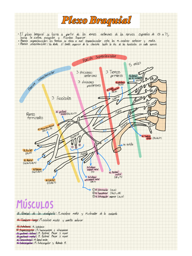 Plexo Braquial | PDF | Sistema nervioso | Neuroanatomía