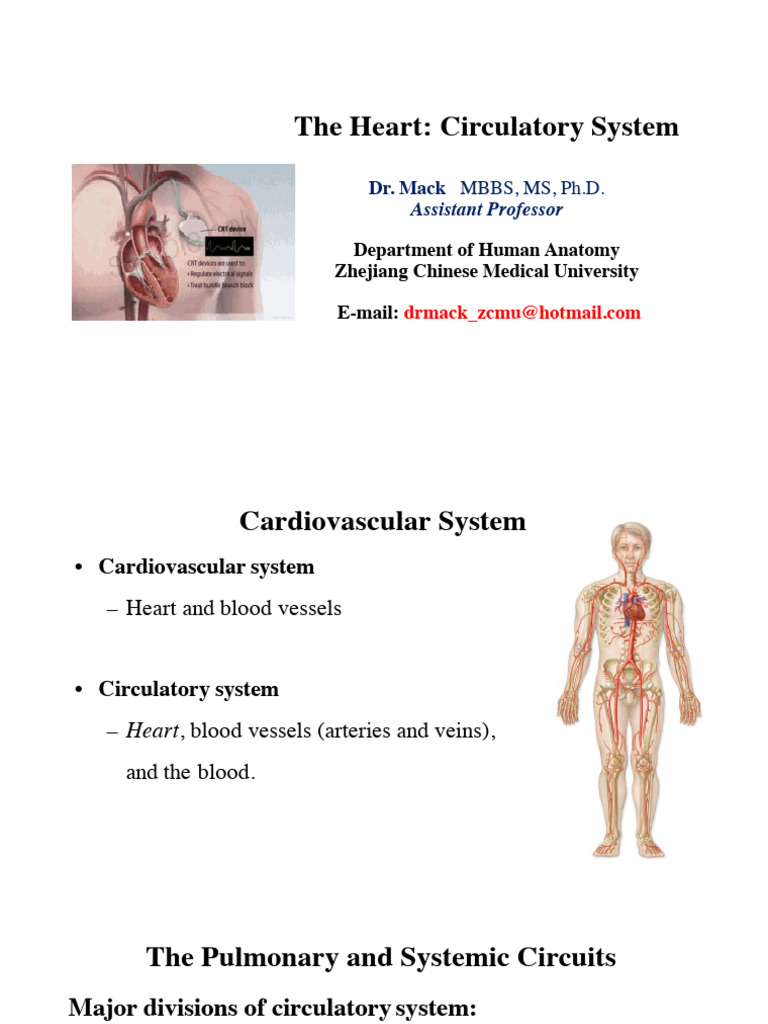 Systemic Anatomy Lecture-6 | PDF | Heart Valve | Heart
