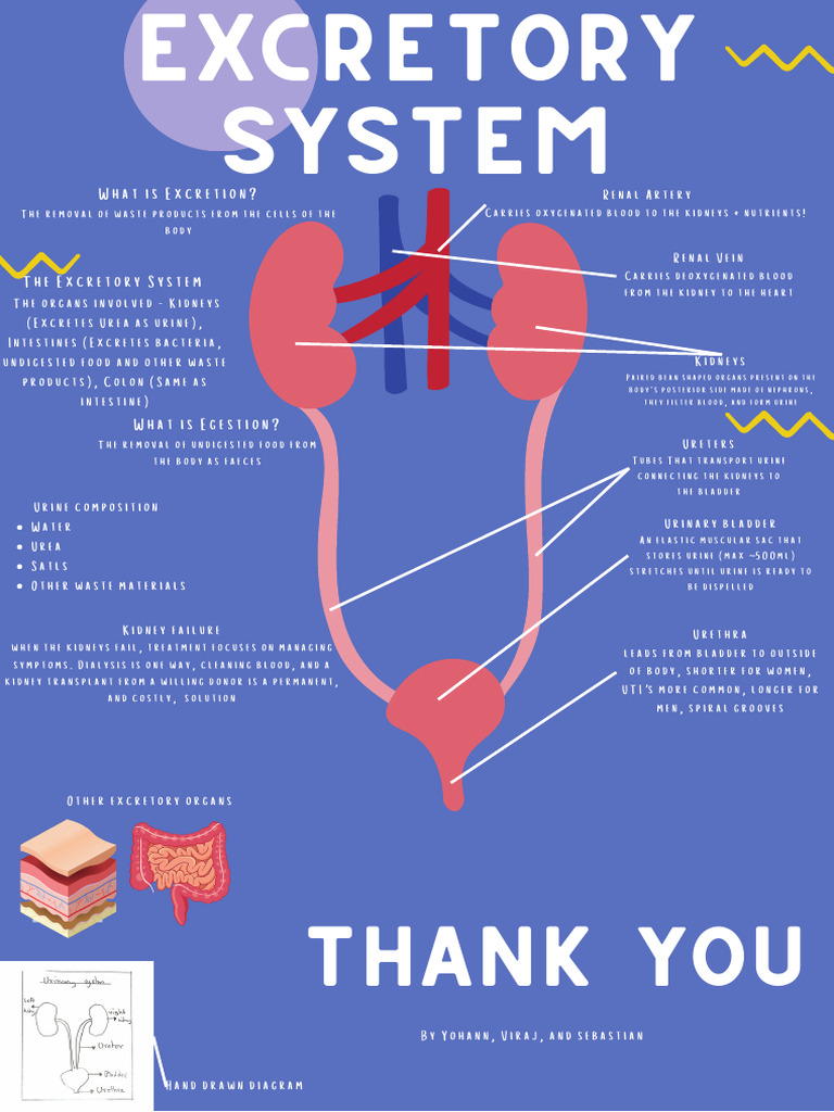 A3 Excretion Poster YVS | PDF | Kidney | Animal Anatomy