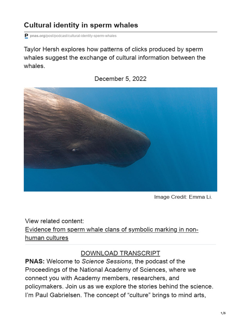 Cultural Identity in Sperm Whales | PDF | Whales