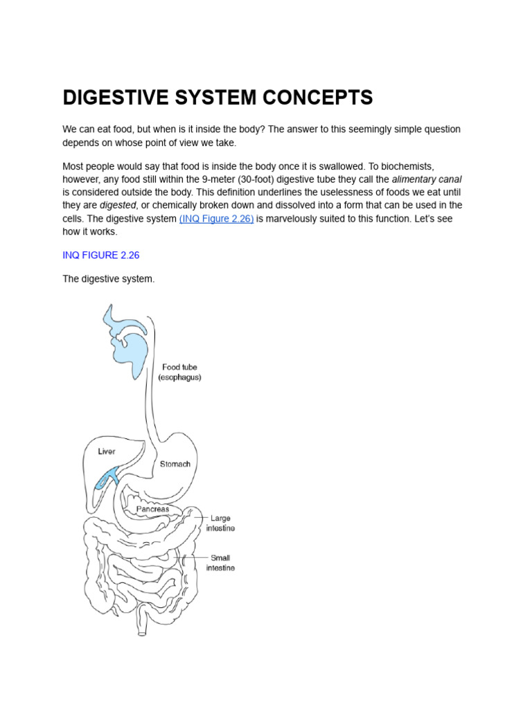 Digestive System Concepts | PDF | Digestion | Stomach