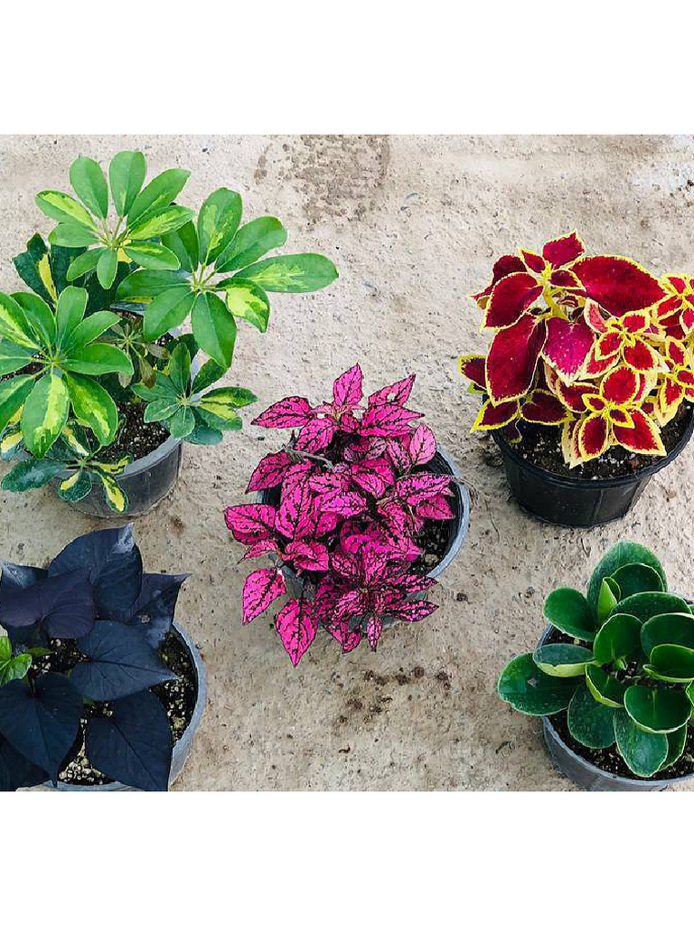 IMG 20250720 093926 A4 Landscape (29.7 X 21 CM) | PDF