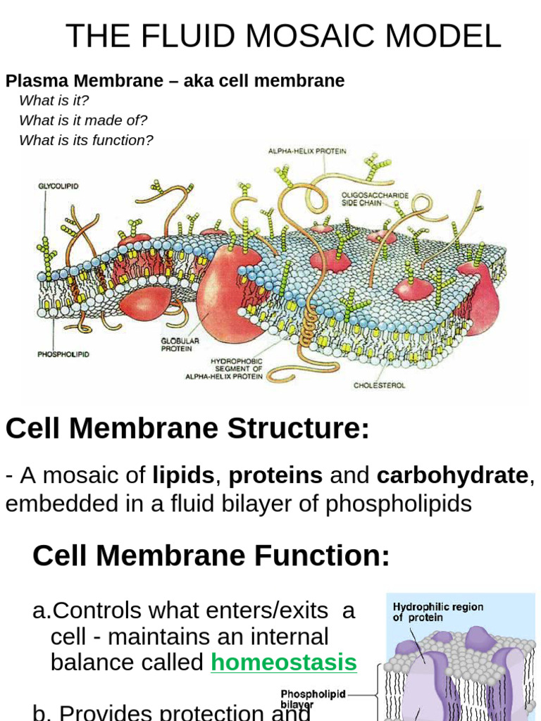 Fluid Mosaic Model of Cell Membrane | PDF